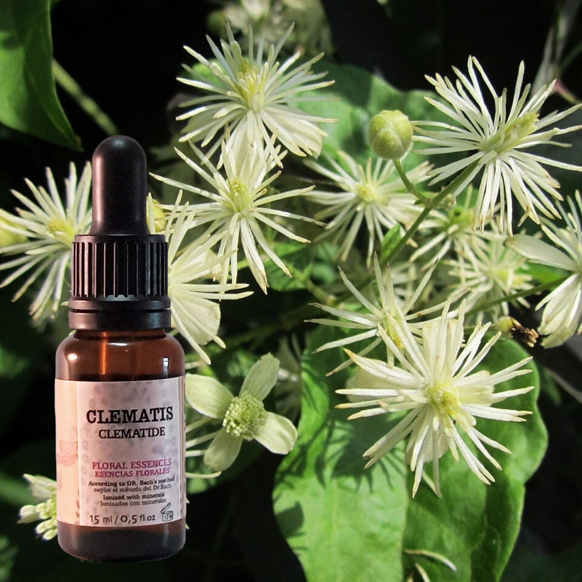 Clematis【Las 38 Flores de Bach originales】3x2 en GOLDEN PYRAMIDE