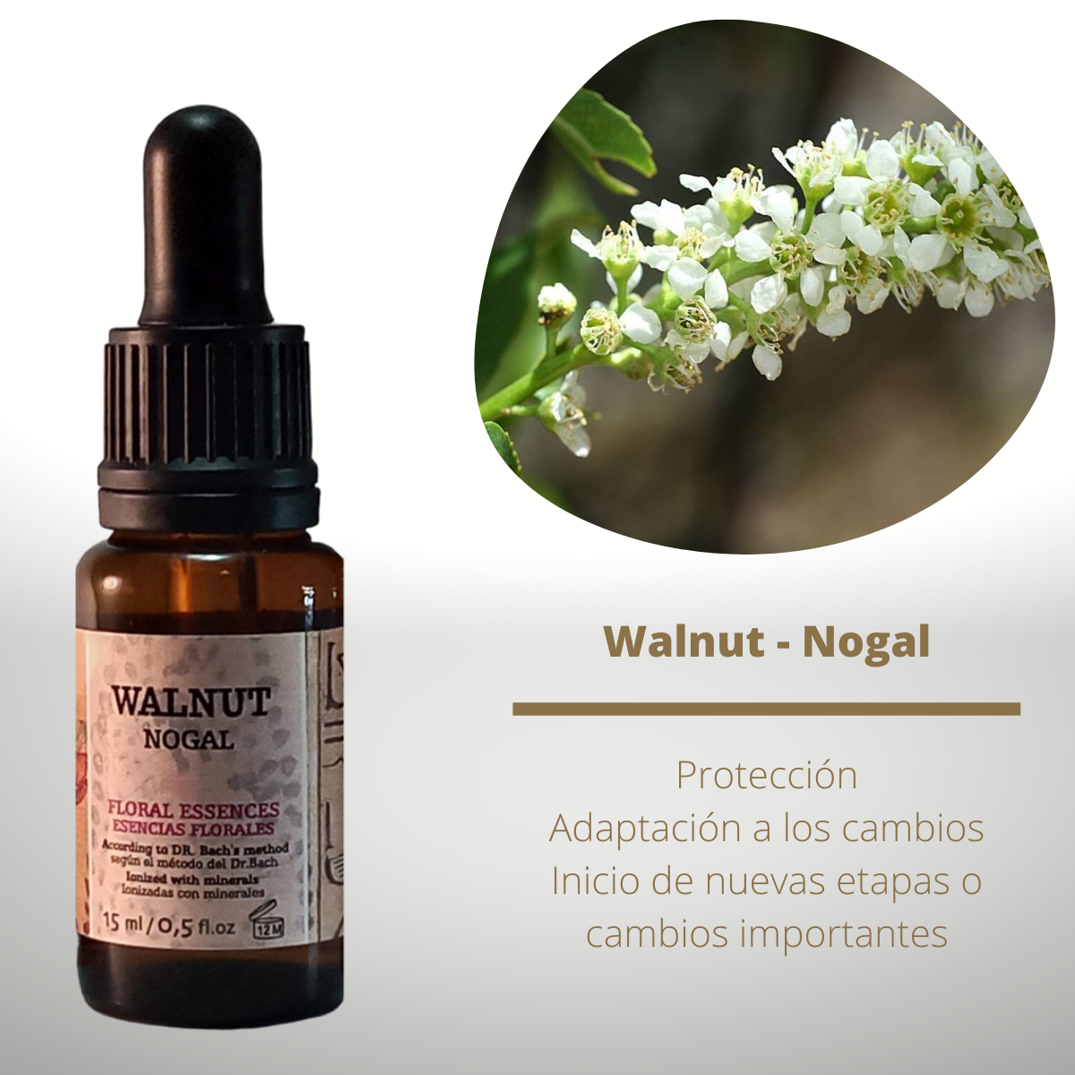 Walnut 【Las 38 Flores de Bach originales】
