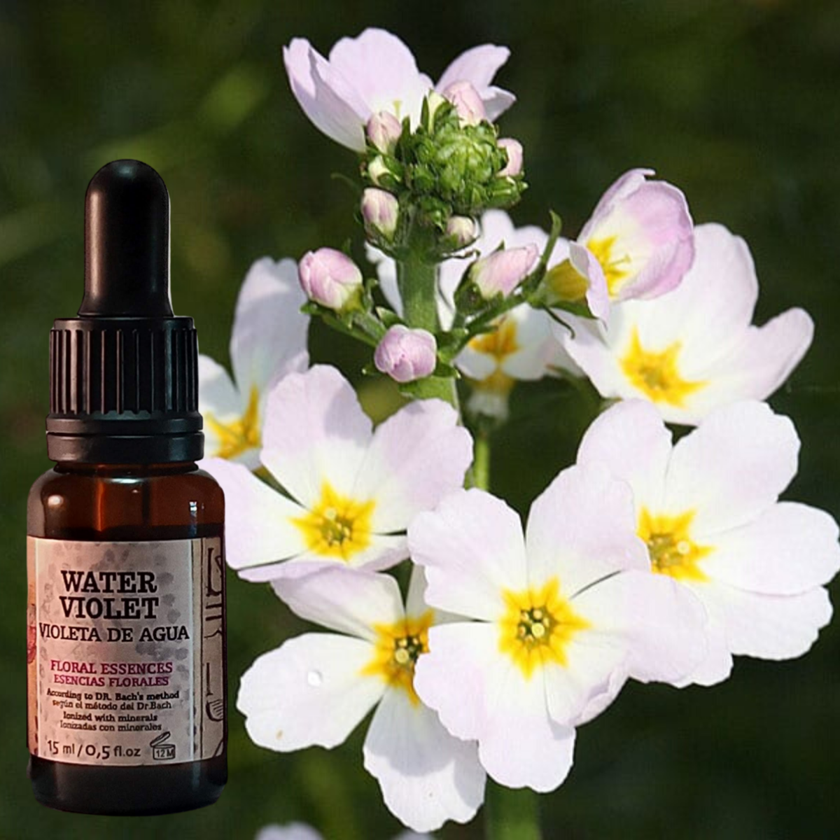 Water Violet【38 Flores de Bach originales】