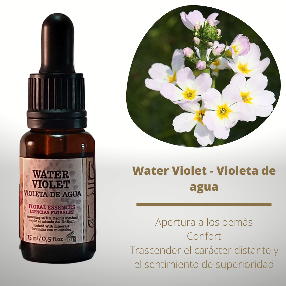Water Violet【38 Original Bach Flowers】