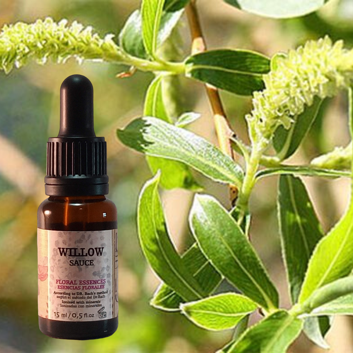 Willow【Las 38 Flores de Bach originales】
